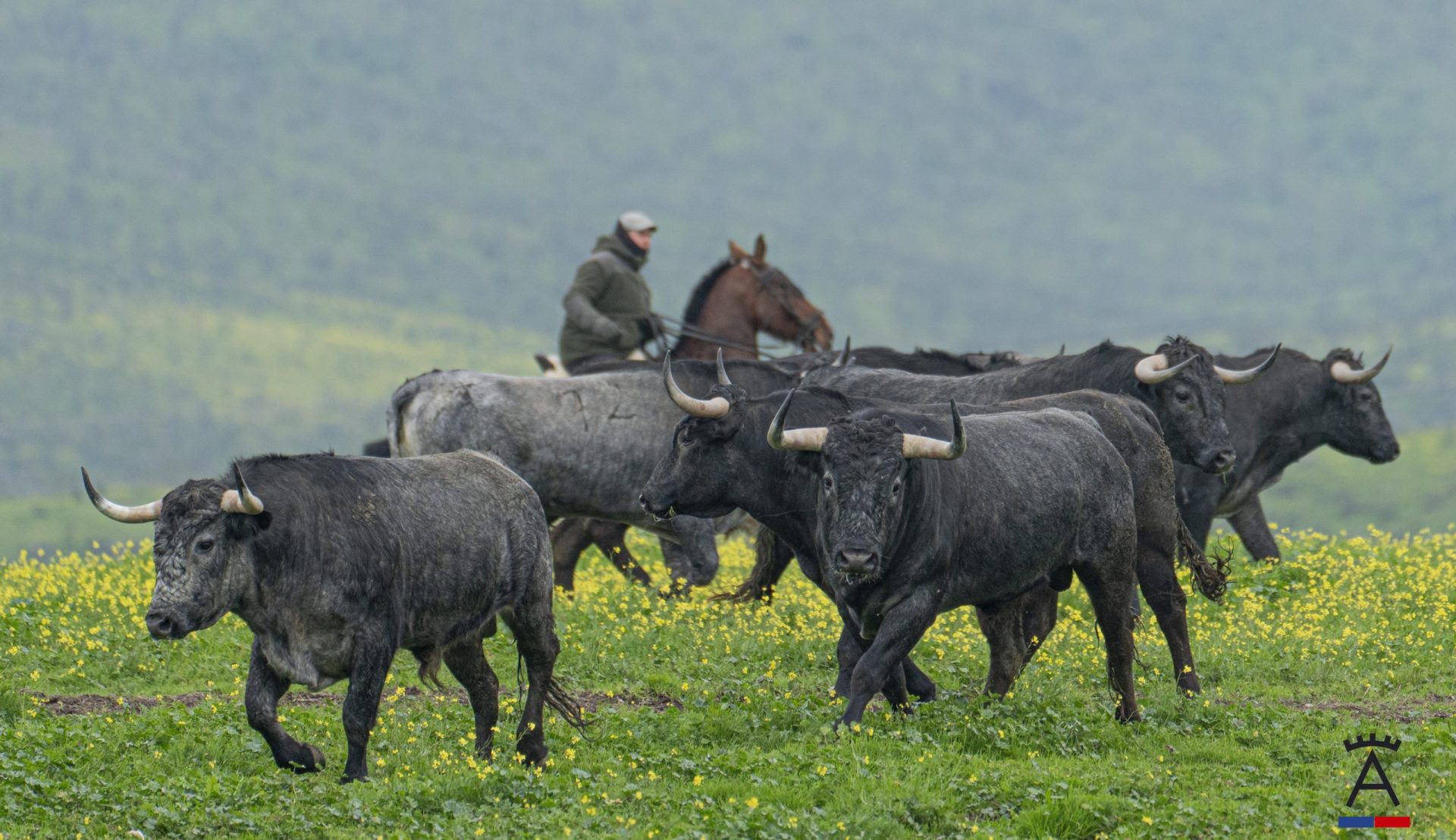 Descubriendo la Esencia de la Tauromaquia: La Ganadería Victorino ...